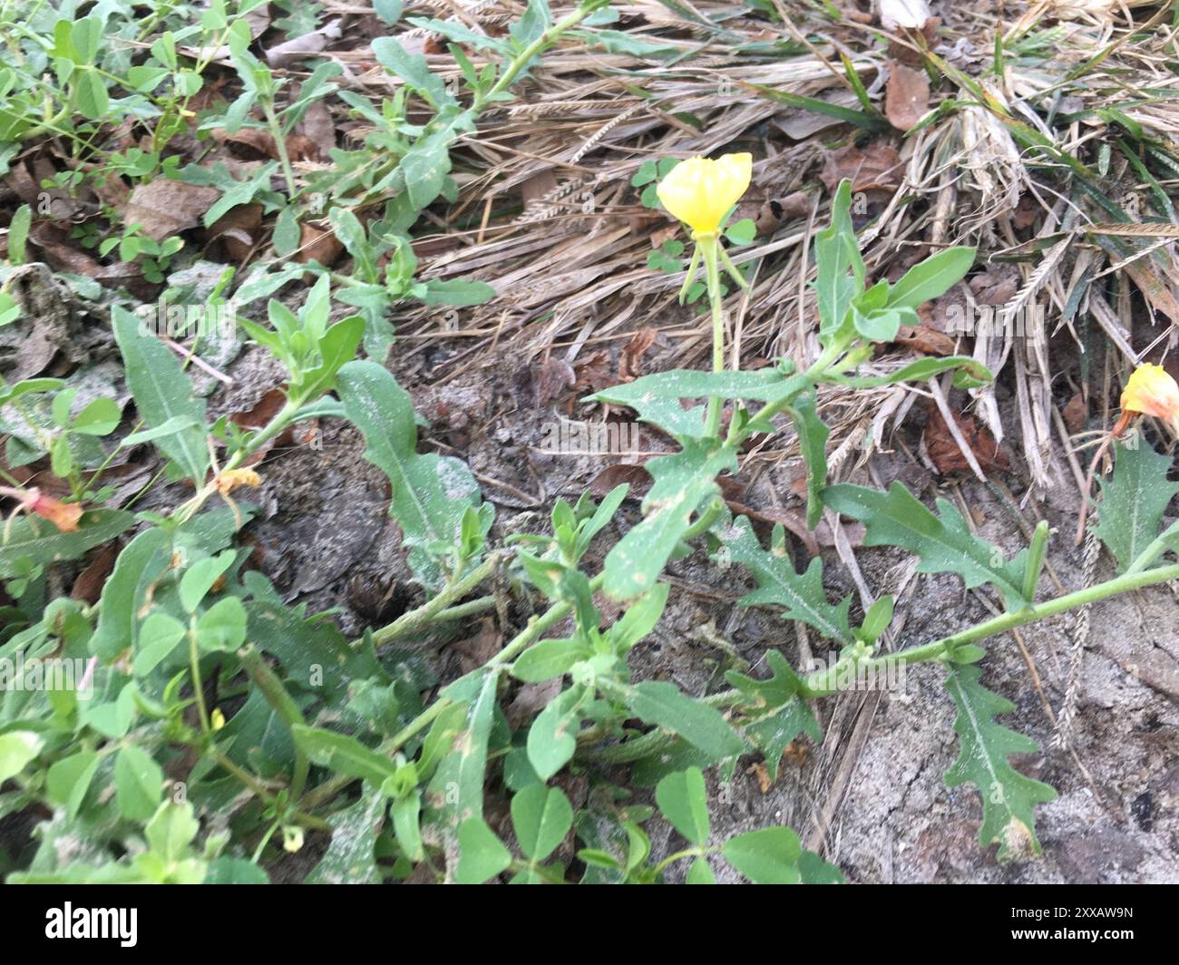 cutleaf evening primrose (Oenothera laciniata) Plantae Stock Photo - Alamy