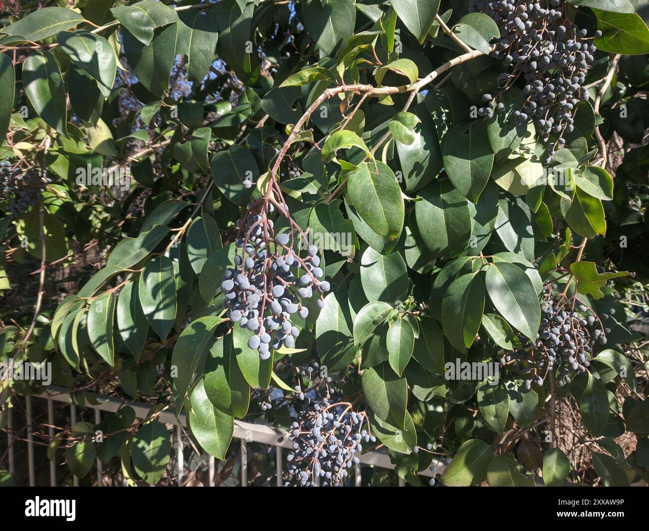 tree privet (Ligustrum lucidum) Plantae Stock Photo - Alamy