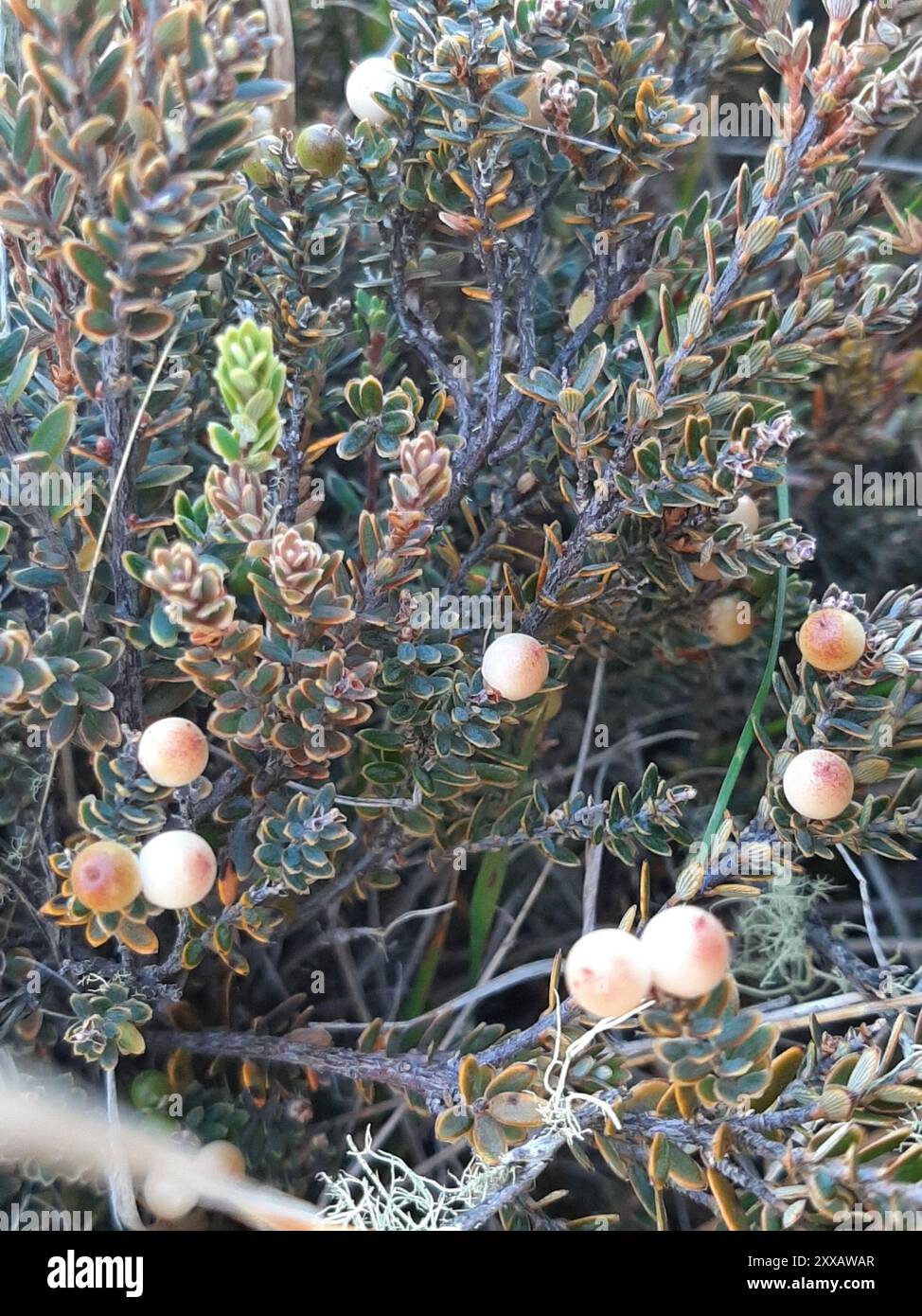 Colenso's mingimingi (Acrothamnus colensoi) Plantae Stock Photo - Alamy