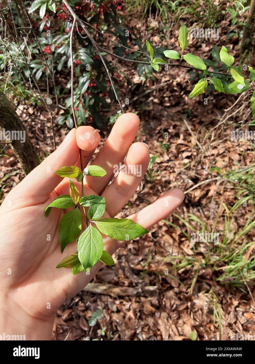 Chickasaw plum (Prunus angustifolia) Plantae Stock Photo - Alamy