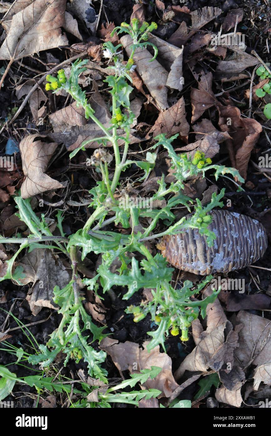 common groundsel (Senecio vulgaris) Plantae Stock Photo - Alamy