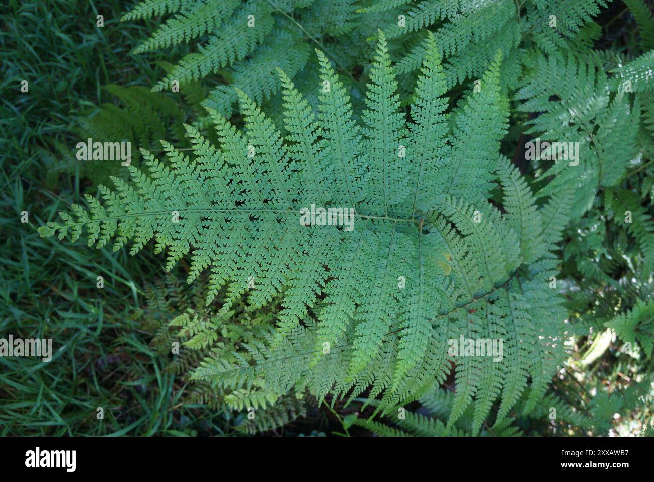 palapalai (Microlepia setosa setosa) Plantae Stock Photo - Alamy