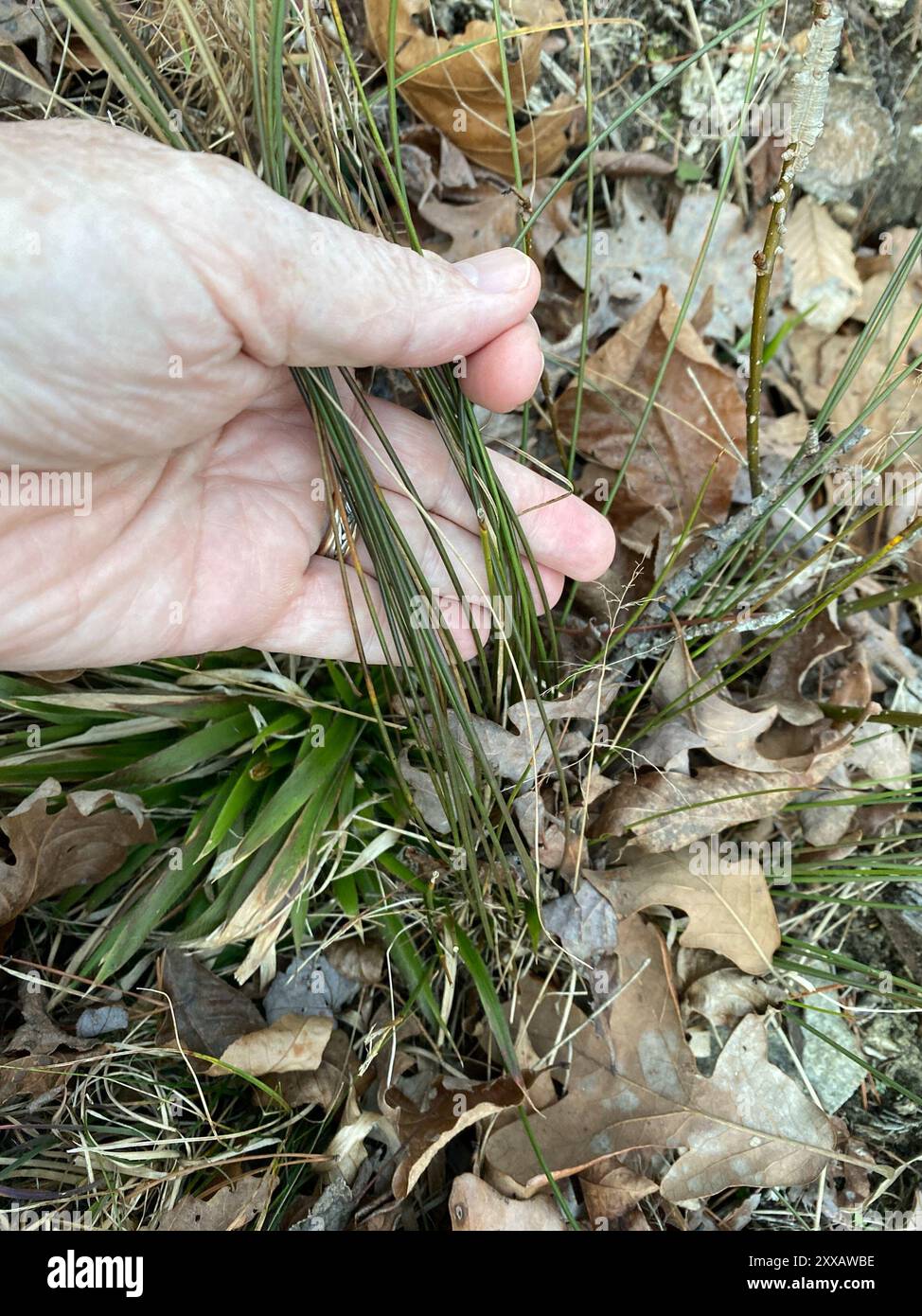 Leathery Rush (Juncus coriaceus) Plantae Stock Photo - Alamy