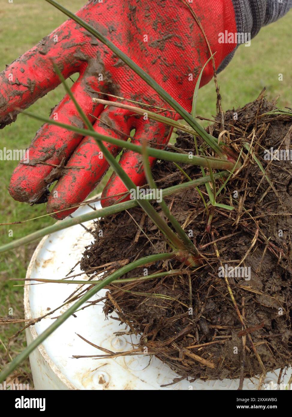 California bulrush (Schoenoplectus californicus) Plantae Stock Photo ...