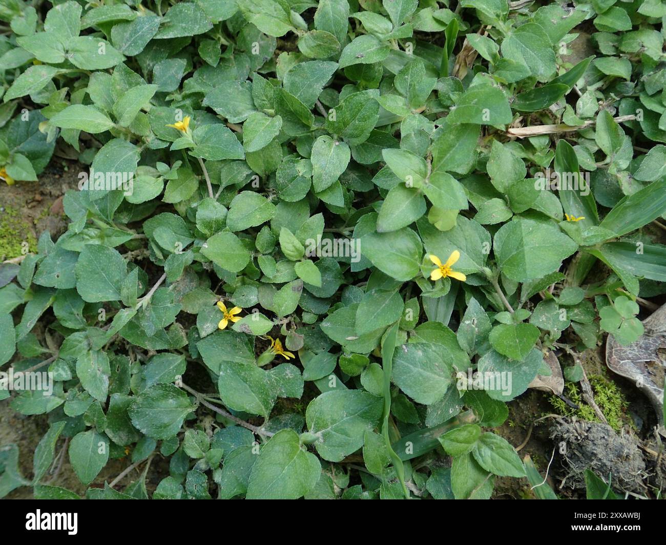 straggler daisy (Calyptocarpus vialis) Plantae Stock Photo - Alamy