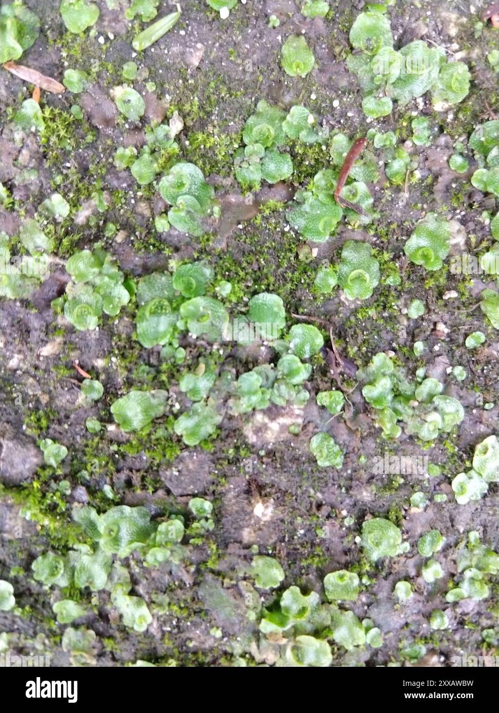 Crescent-cup liverwort (Lunularia cruciata) Plantae Stock Photo - Alamy