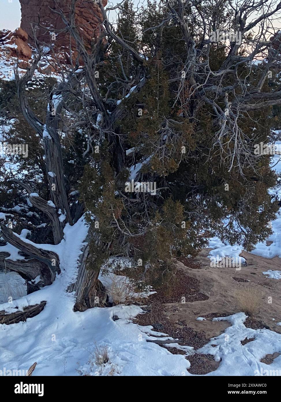 Utah Juniper (Juniperus osteosperma) Plantae Stock Photo - Alamy