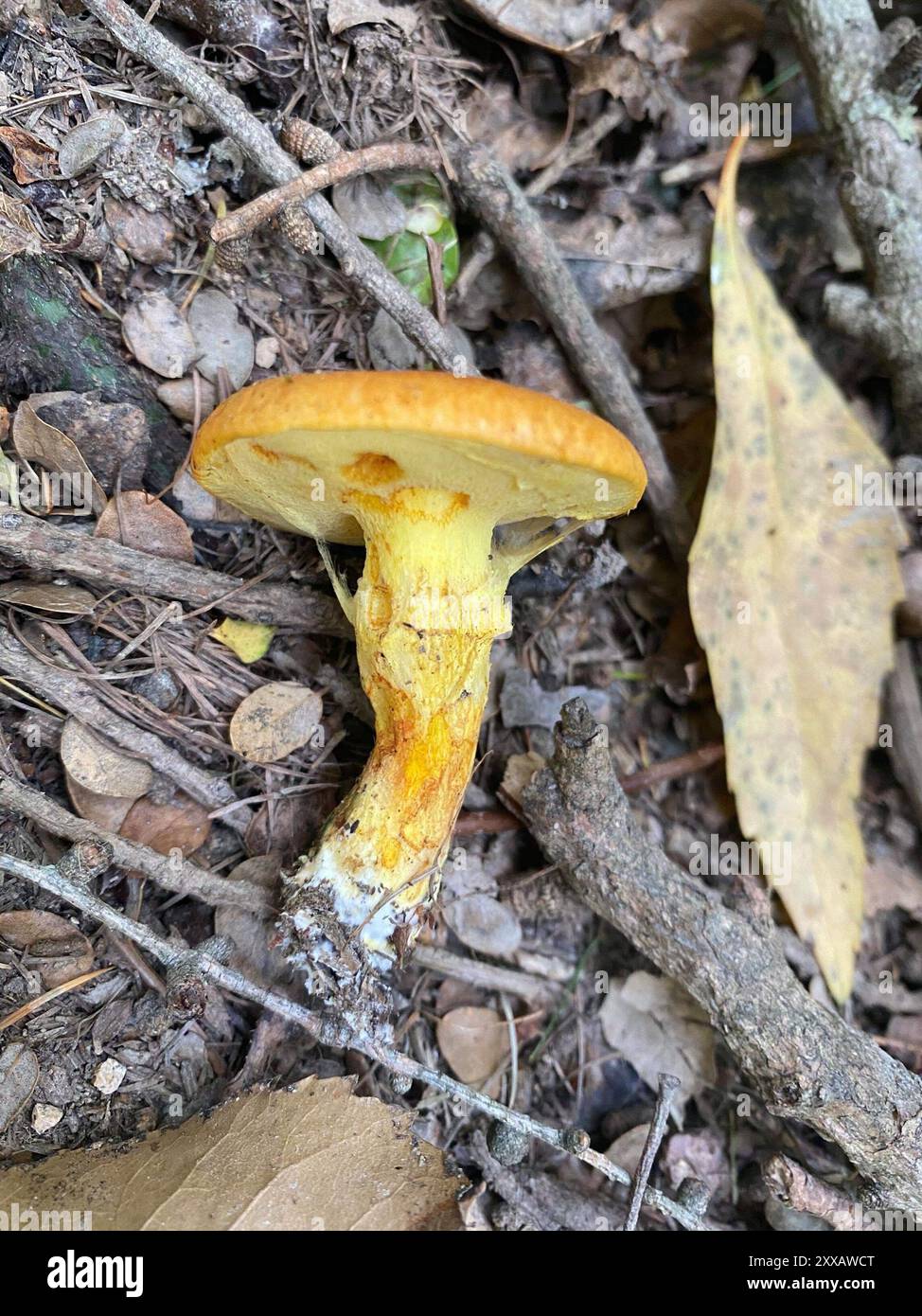 Larch Bolete (Suillus grevillei) Fungi Stock Photo - Alamy