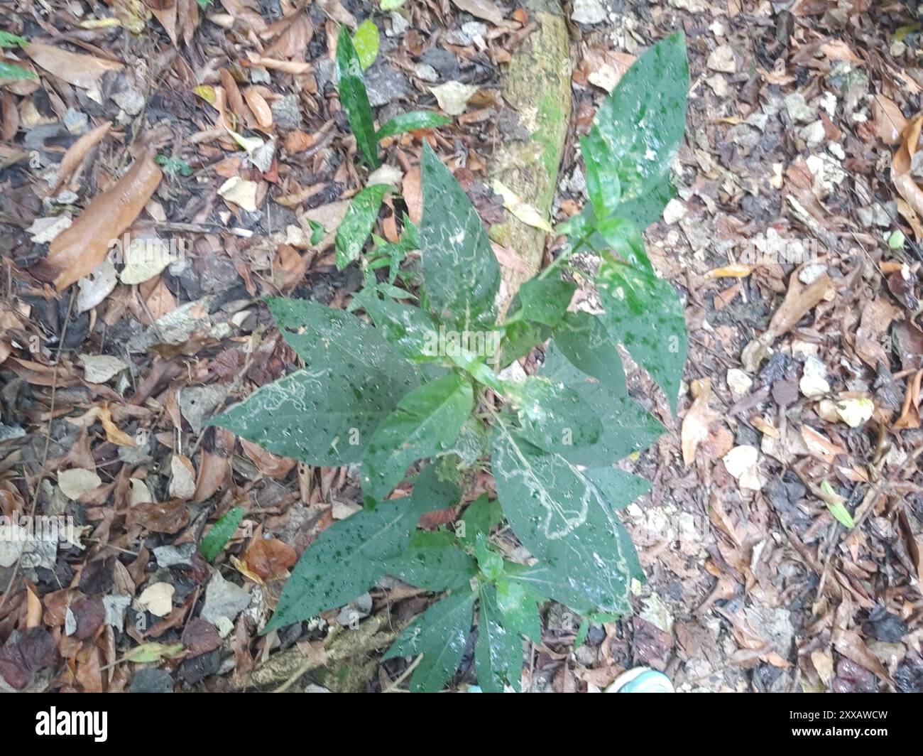 dicots (Magnoliopsida) Plantae Stock Photo - Alamy