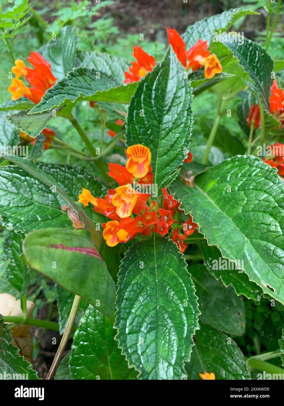 Sunset Bells (Chrysothemis pulchella) Plantae Stock Photo - Alamy