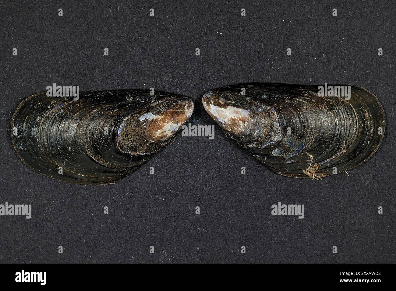 Blue Mussel (Mytilus edulis) Mollusca Stock Photo - Alamy