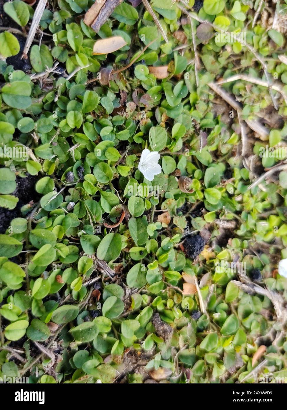 Dwarf Morning Glory (Evolvulus nummularius) Plantae Stock Photo - Alamy