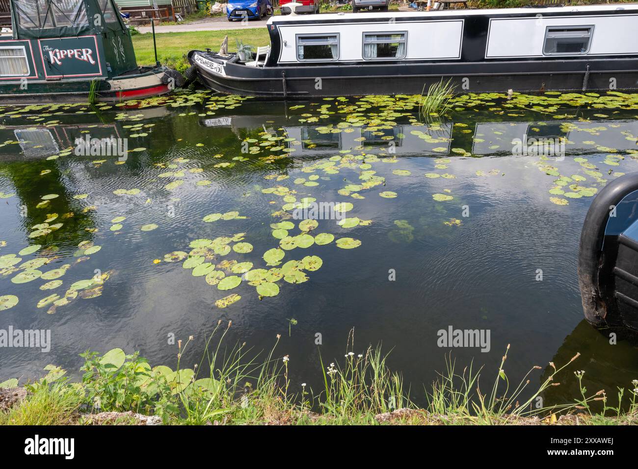 Lilies and other aquatic plants float on a stretch of unusually clear ...