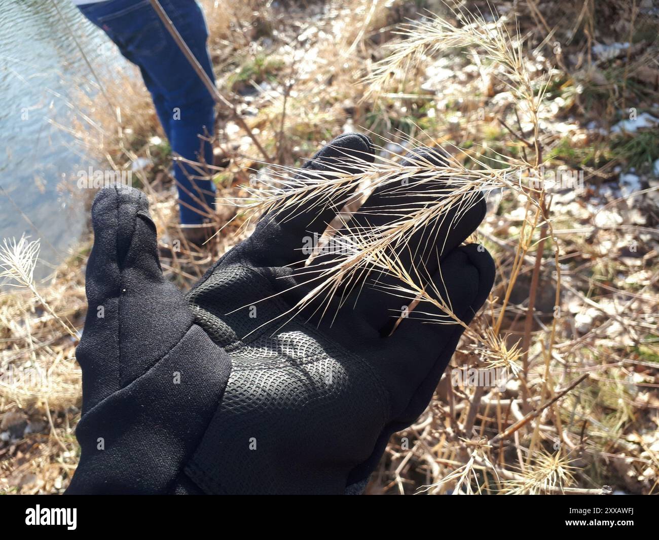 river wild rye (Elymus riparius) Plantae Stock Photo - Alamy