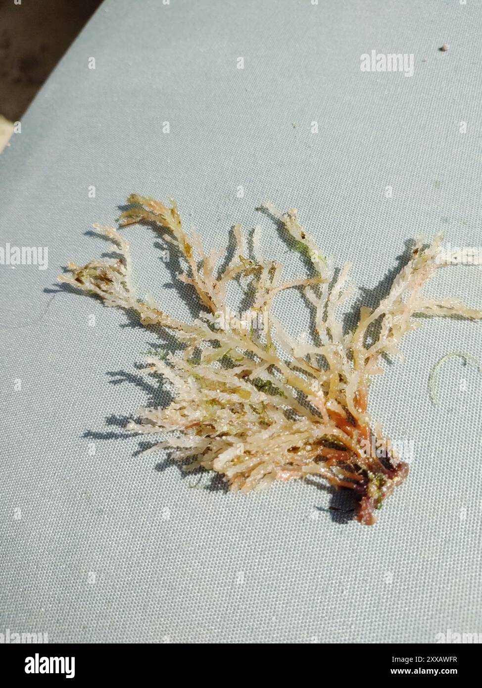 red algae (Rhodophyta) Plantae Stock Photo - Alamy