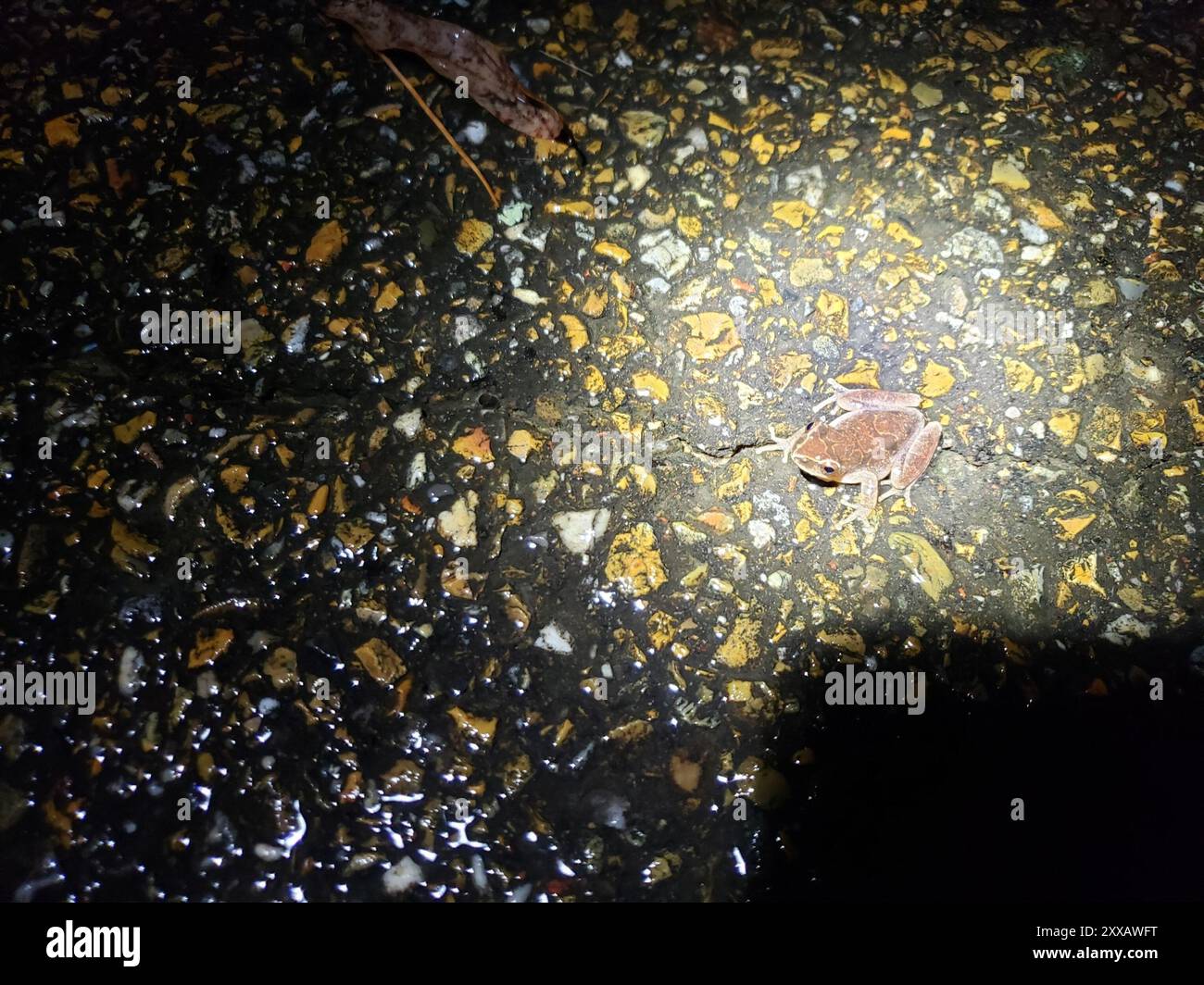 Spring Peeper (Pseudacris crucifer) Amphibia Stock Photo - Alamy