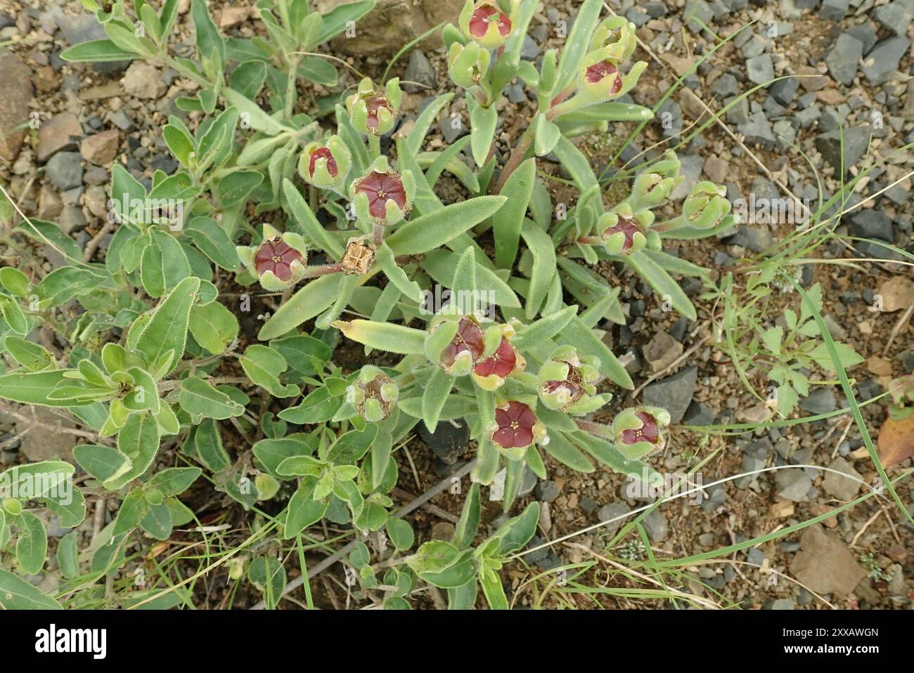 Fire Sheepfig (Delosperma sutherlandii) Plantae Stock Photo - Alamy