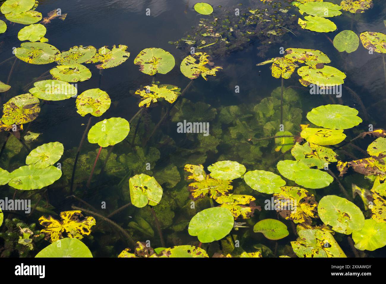 Lilies and other aquatic plants float on a stretch of unusually clear ...