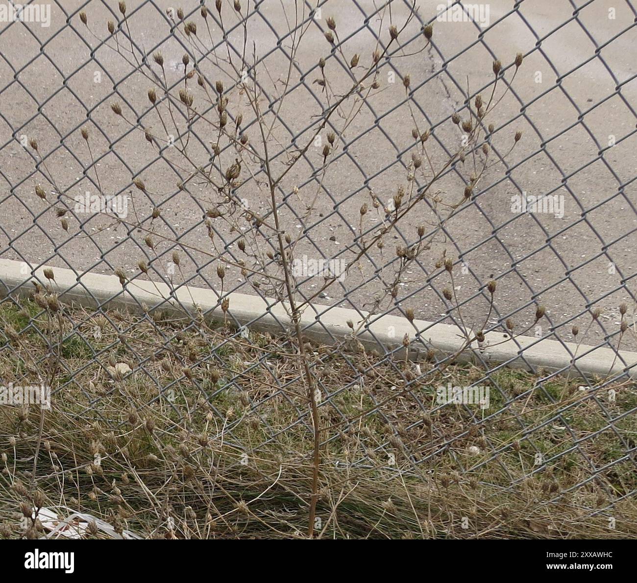 spotted knapweed (Centaurea stoebe) Plantae Stock Photo - Alamy
