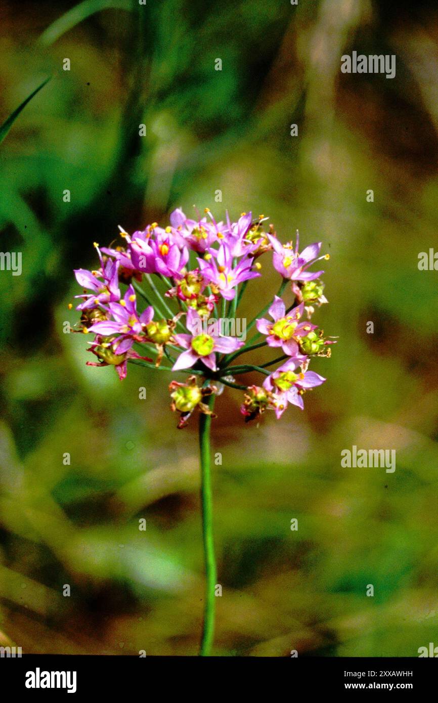 Prairie Onion (Allium stellatum) Plantae Stock Photo - Alamy