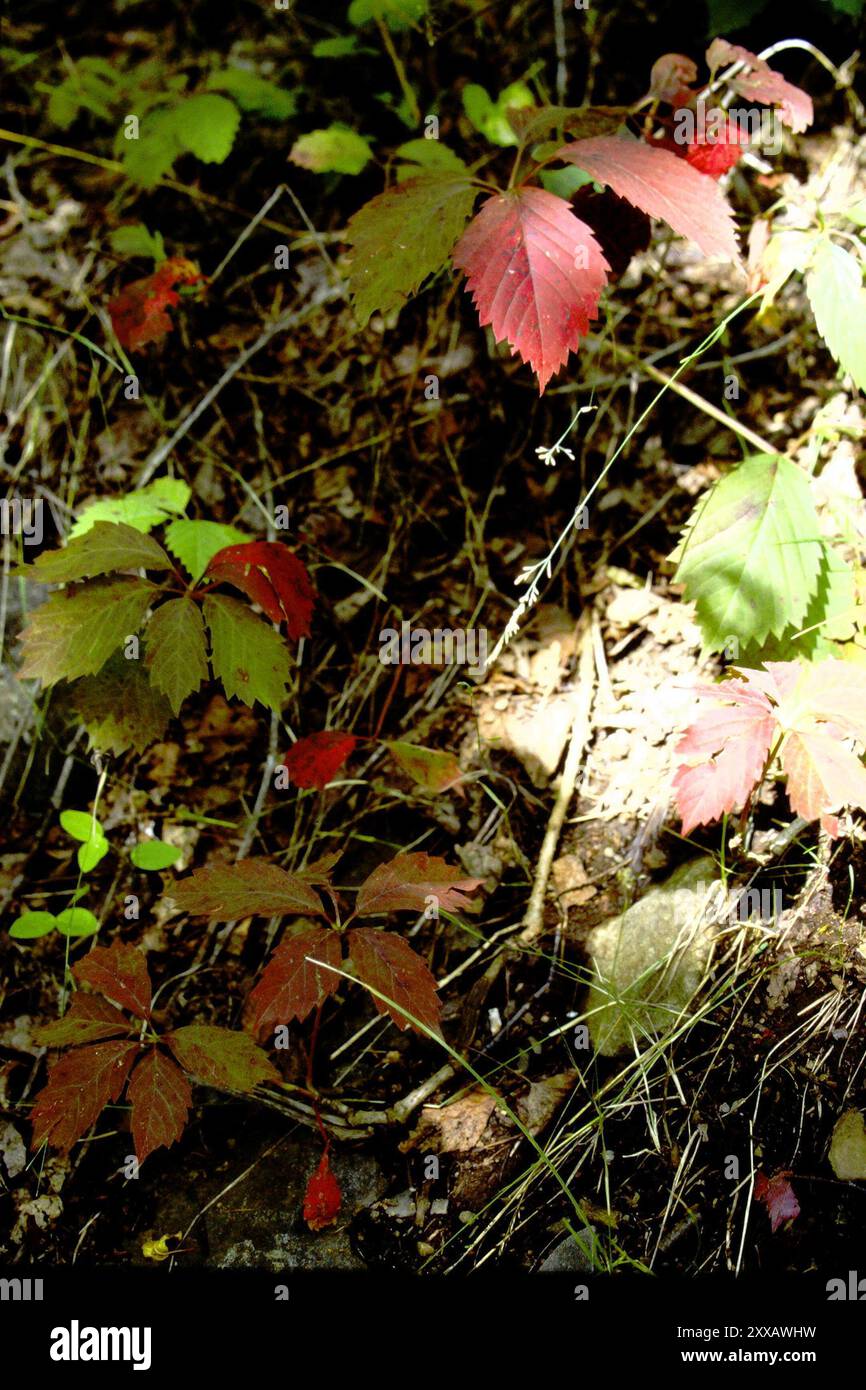 thicket creeper (Parthenocissus inserta) Plantae Stock Photo - Alamy
