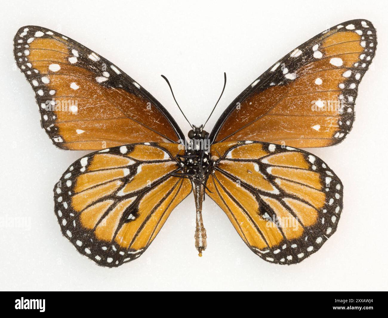 Striated Queen (Danaus gilippus thersippus) Insecta Stock Photo - Alamy