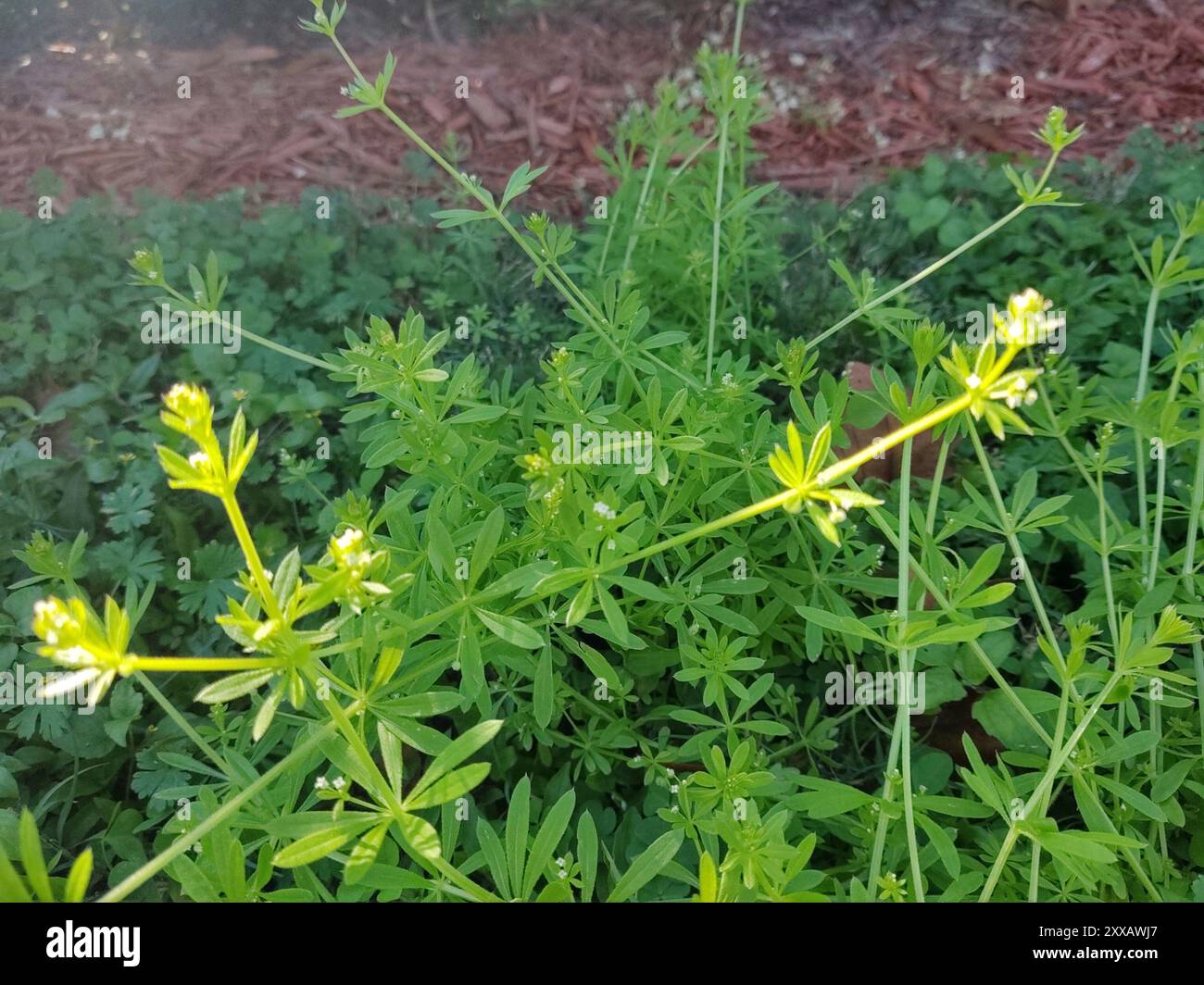 catchweed bedstraw (Galium aparine) Plantae Stock Photo - Alamy