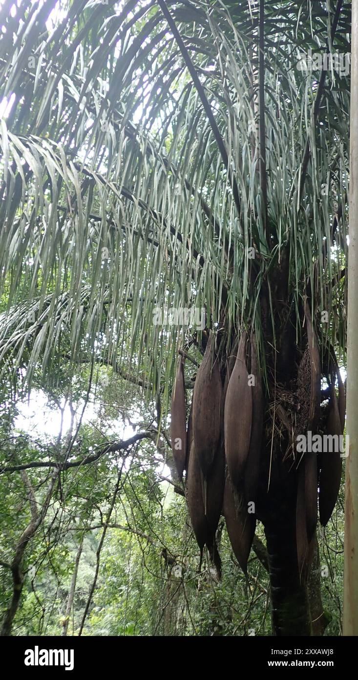 Cohune Palm (Attalea cohune) Plantae Stock Photo - Alamy