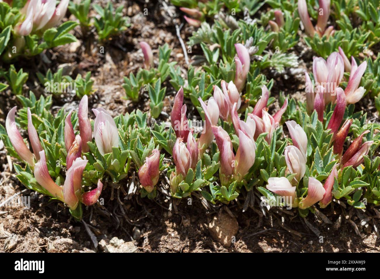 Dwarf Clover (Trifolium nanum) Plantae Stock Photo - Alamy