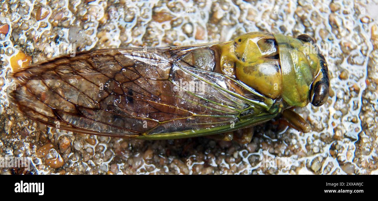 Superb Dog-day Cicada (Neotibicen superbus) Insecta Stock Photo - Alamy