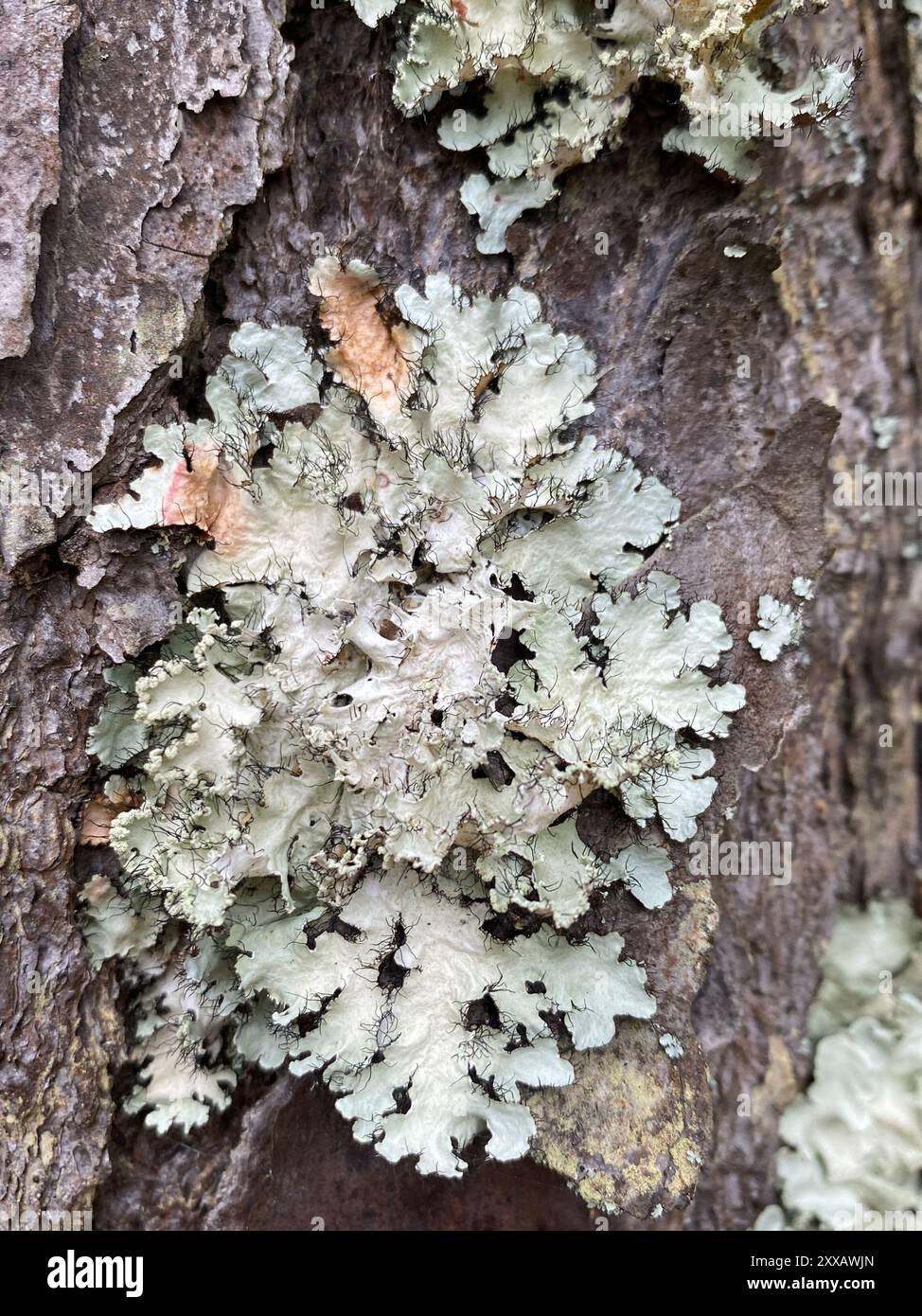 Ruffle Lichens (Parmotrema) Fungi Stock Photo - Alamy