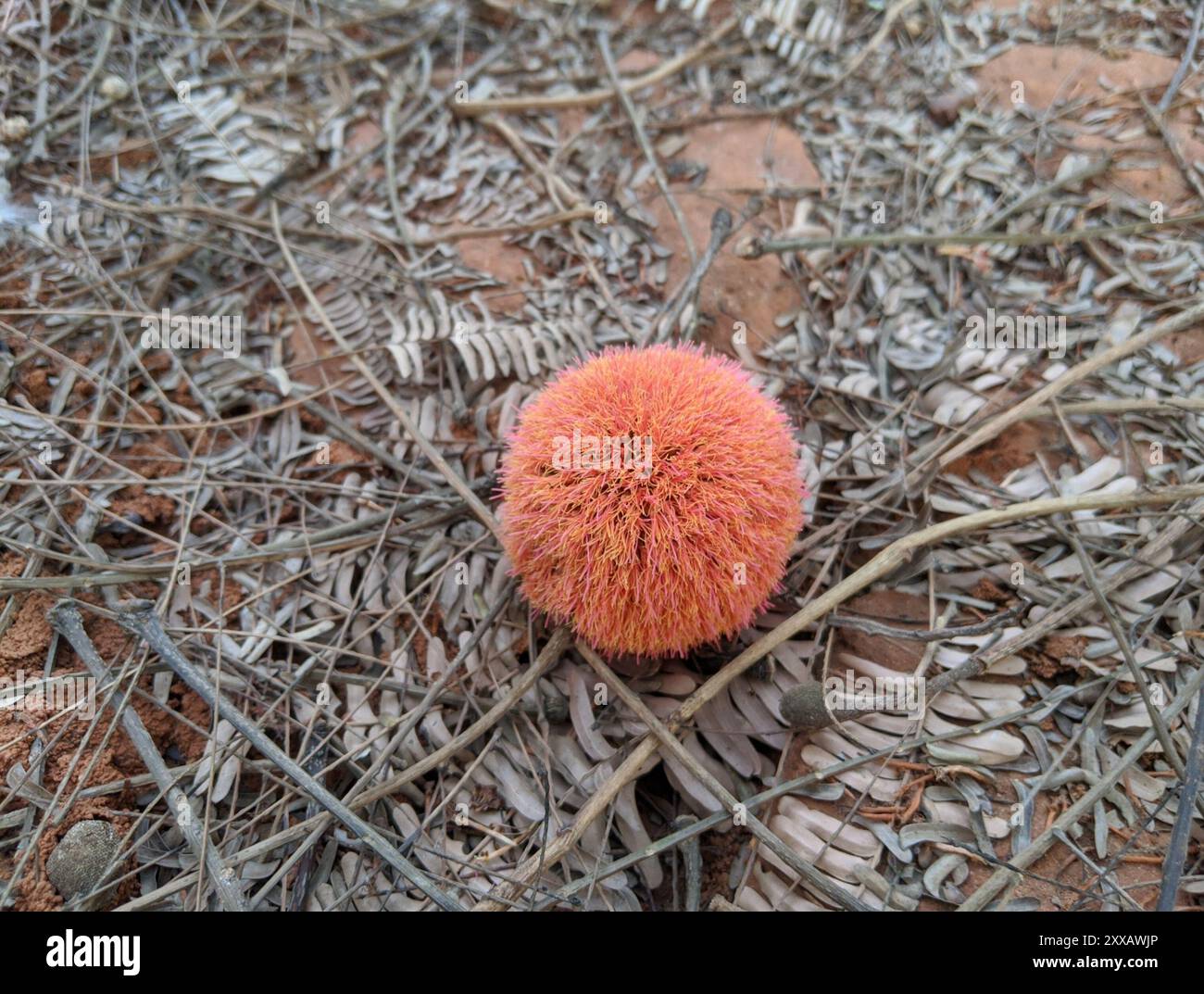 African locust bean (Parkia biglobosa) Plantae Stock Photo - Alamy