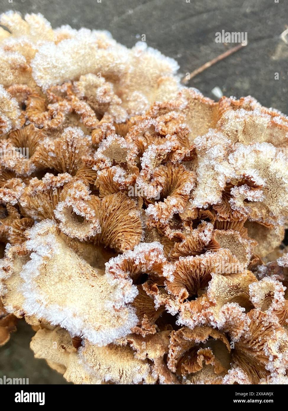 Luminescent Panellus (Panellus stipticus) Fungi Stock Photo - Alamy