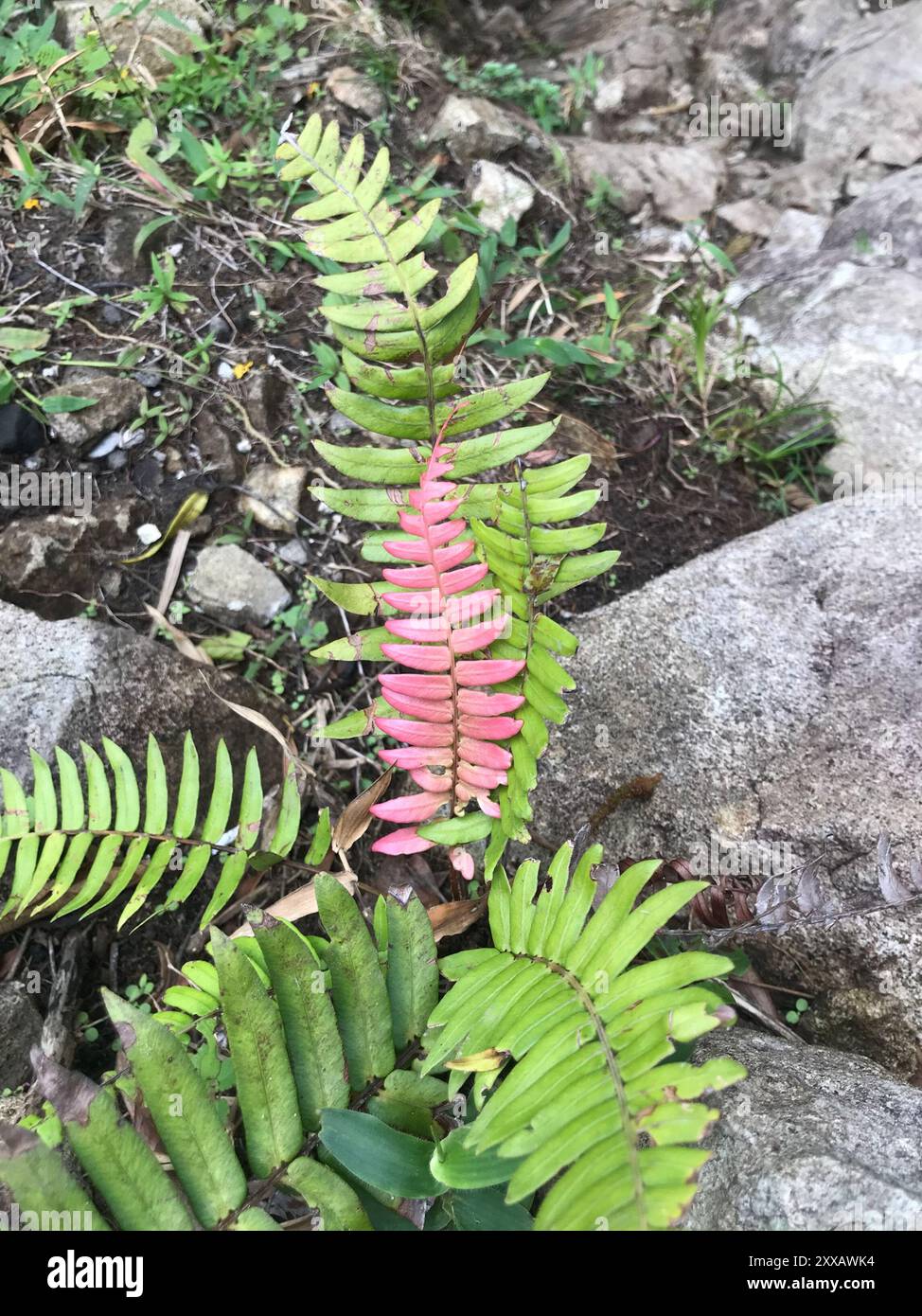 Chain Fern Family (Blechnaceae) Plantae Stock Photo - Alamy