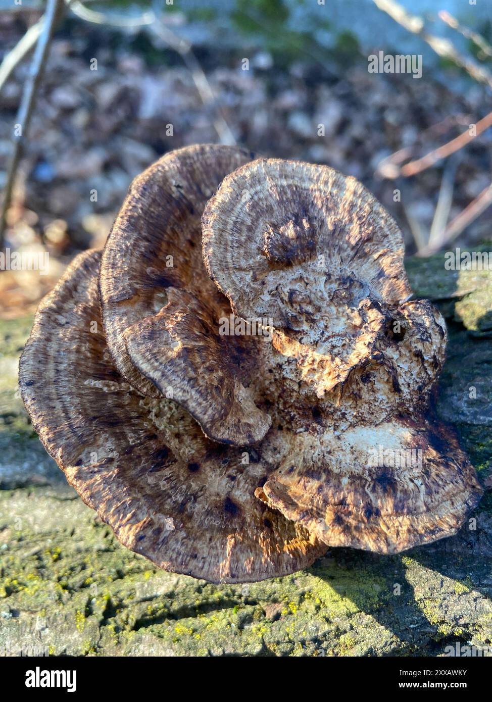 Thin-walled Maze Polypore (Daedaleopsis confragosa) Fungi Stock Photo ...