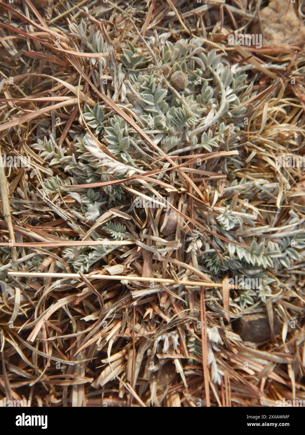 Locoweed (Oxytropis) Plantae Stock Photo - Alamy