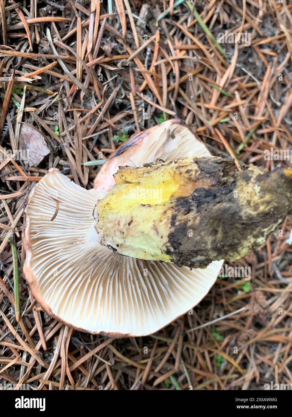 Blackening Slime Spike (Gomphidius oregonensis) Fungi Stock Photo - Alamy