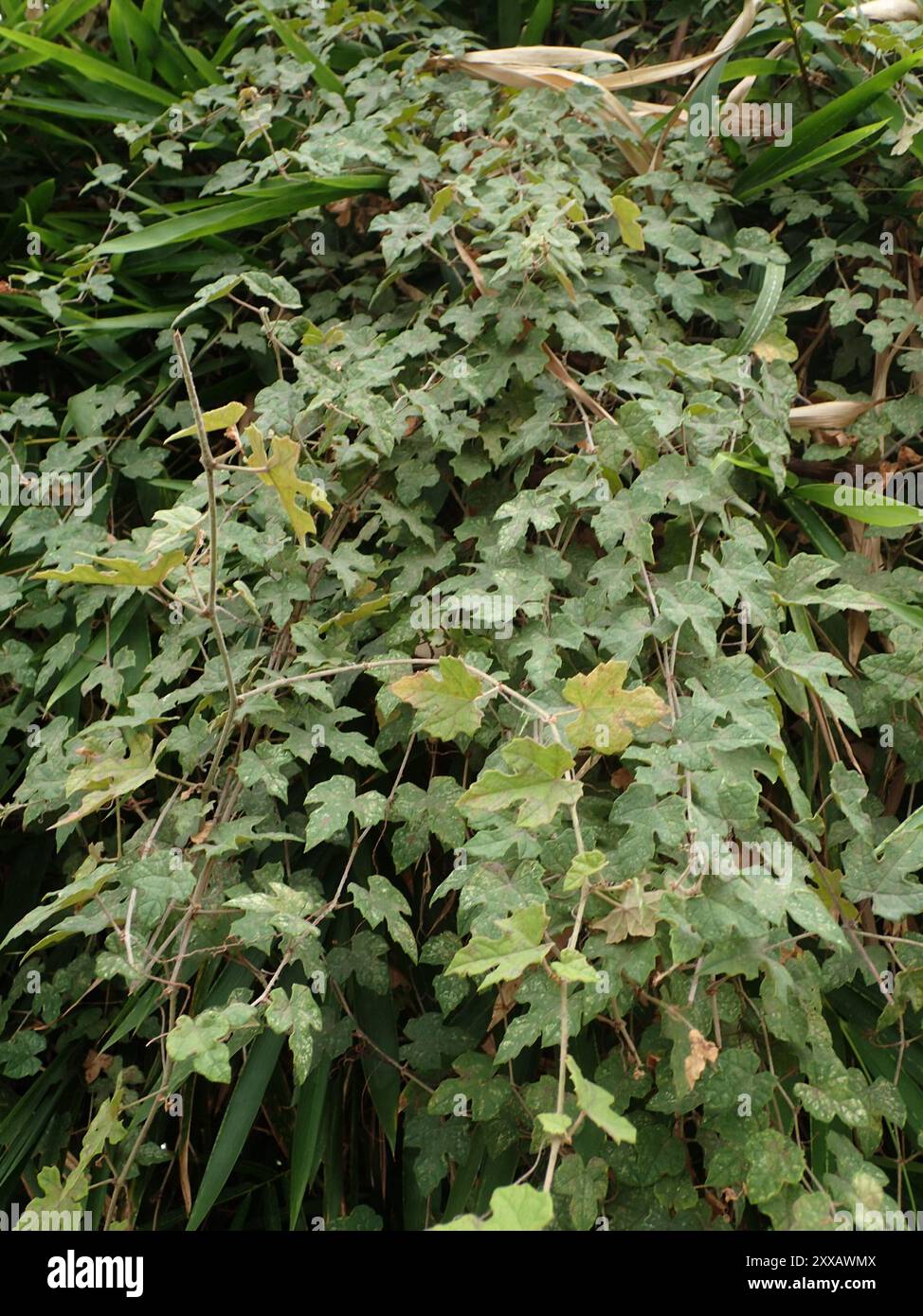 Taiwan Wild Grape (Vitis thunbergii) Plantae Stock Photo - Alamy