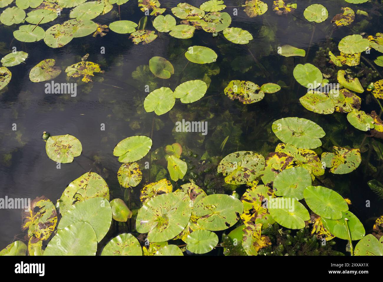 Mass of floating aquatic plants hi-res stock photography and images - Alamy