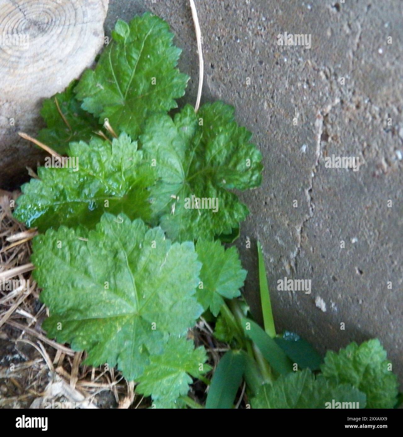 Carolina Bristlemallow (Modiola caroliniana) Plantae Stock Photo - Alamy