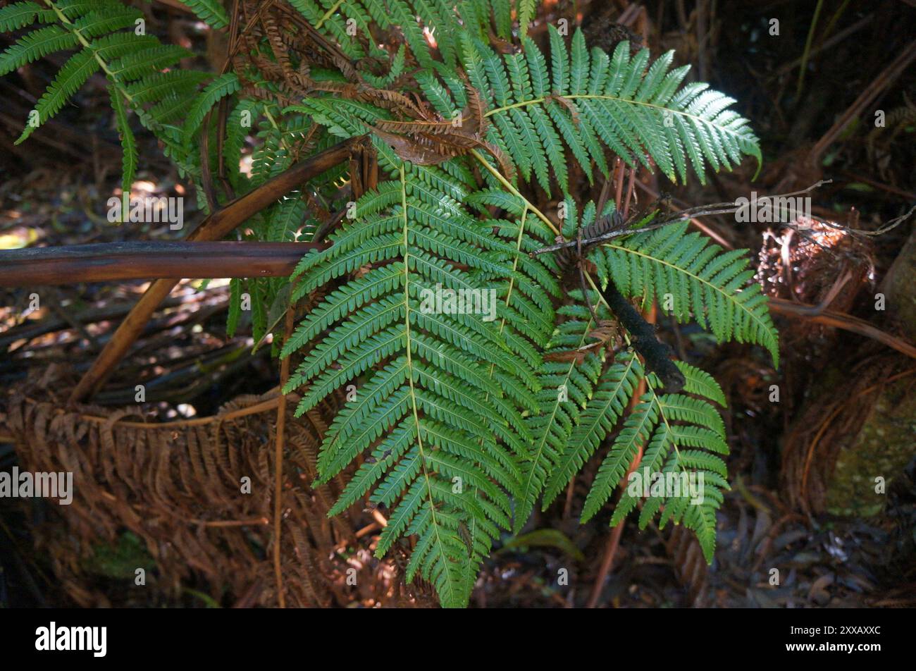 hāpu‘u pulu (Cibotium glaucum) Plantae Stock Photo - Alamy