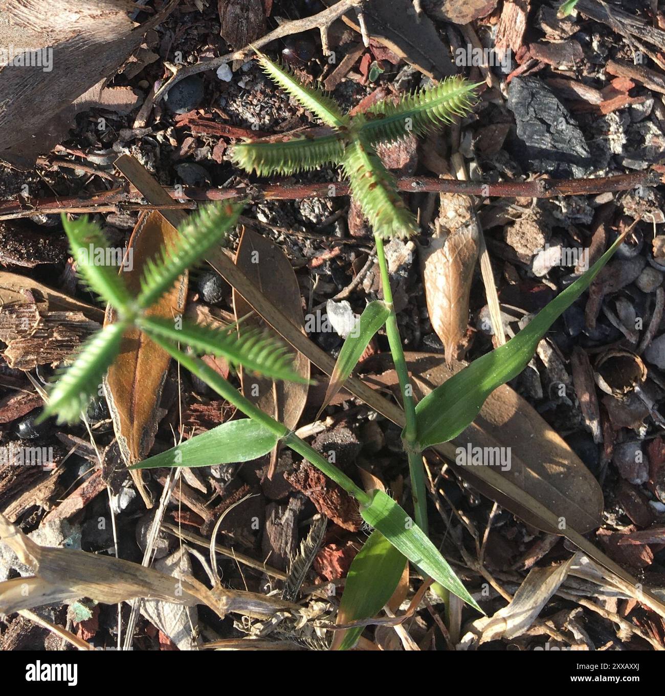 crowsfoot grasses (Dactyloctenium) Plantae Stock Photo - Alamy