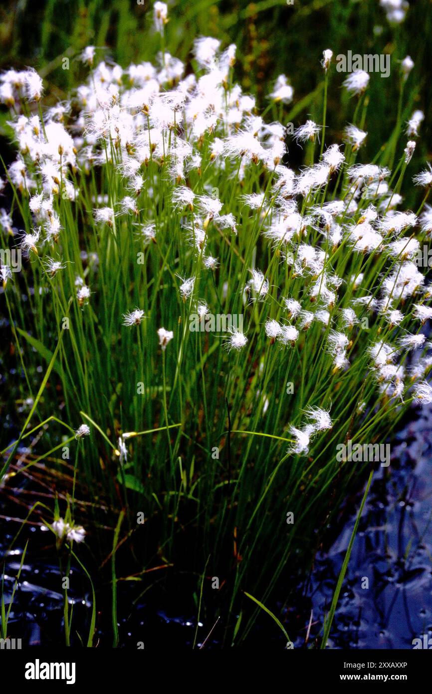Cotton Deergrass (Trichophorum alpinum) Plantae Stock Photo - Alamy