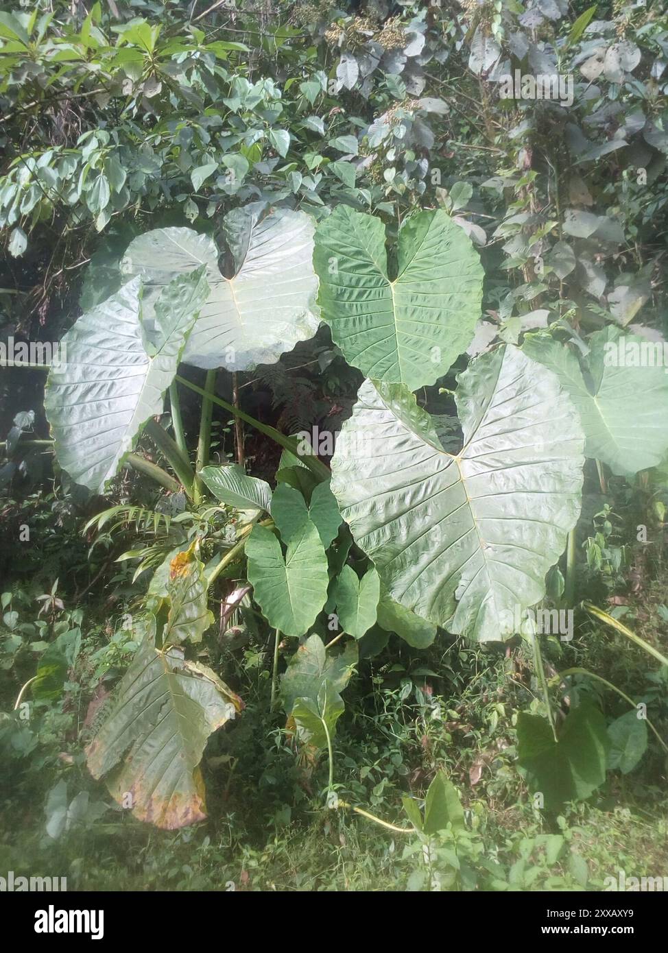 Arrowleaf Elephant's Ear (Xanthosoma sagittifolium) Plantae Stock Photo ...