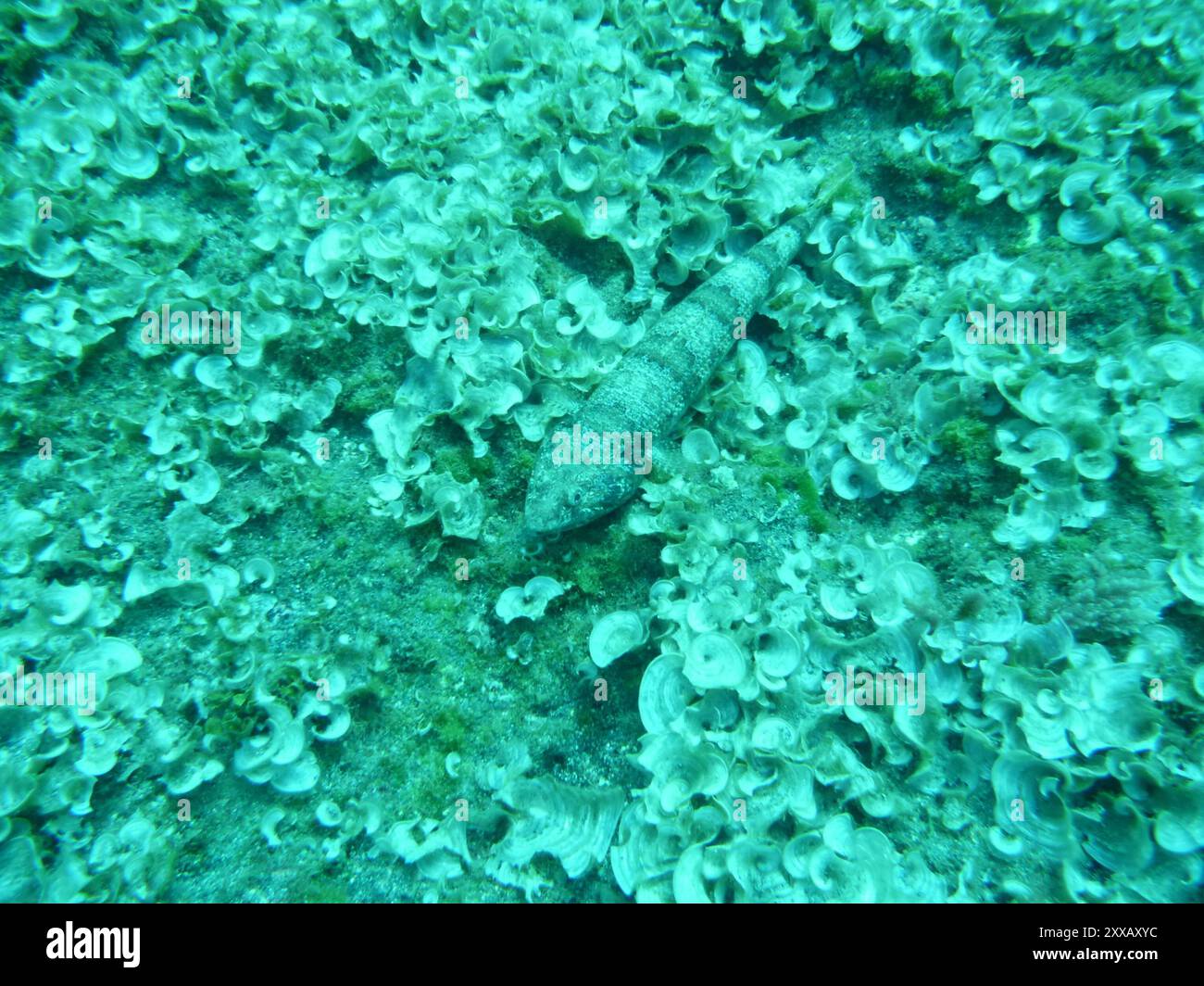 Red Lizardfish (Synodus synodus) Actinopterygii Stock Photo - Alamy