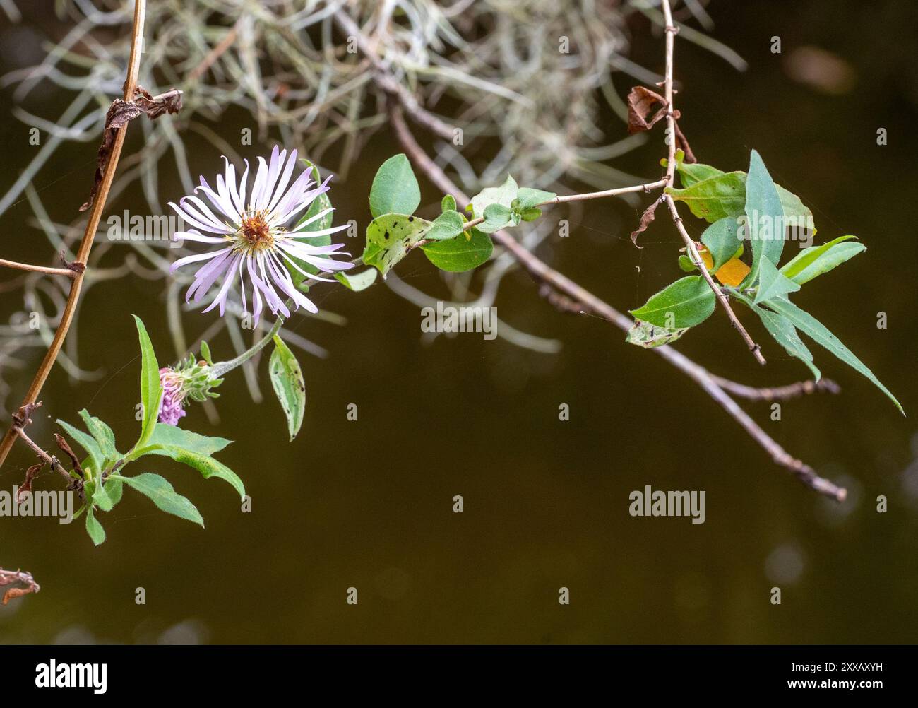 Aster carolinianus hi-res stock photography and images - Alamy