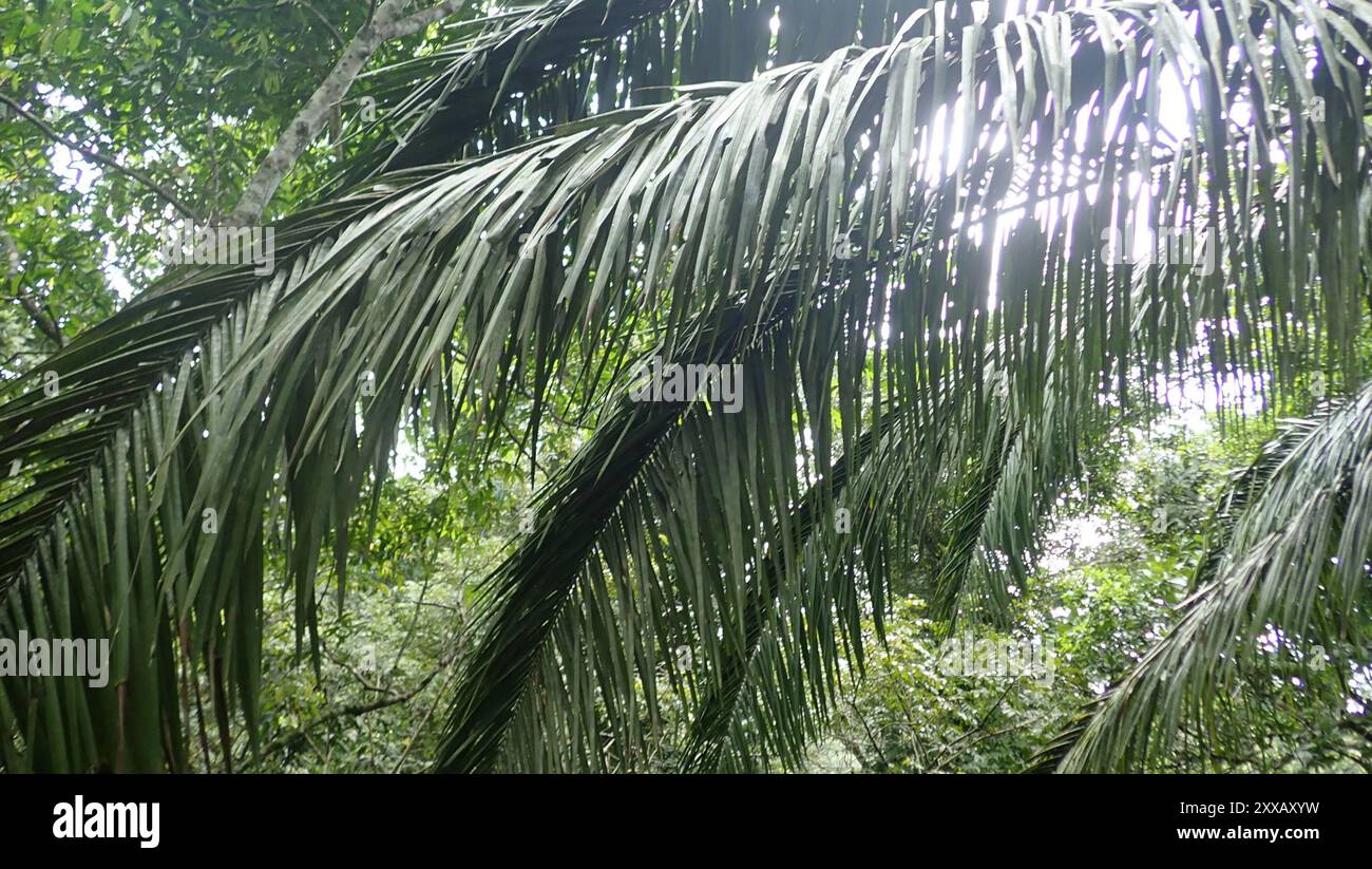 Cohune Palm (Attalea cohune) Plantae Stock Photo - Alamy