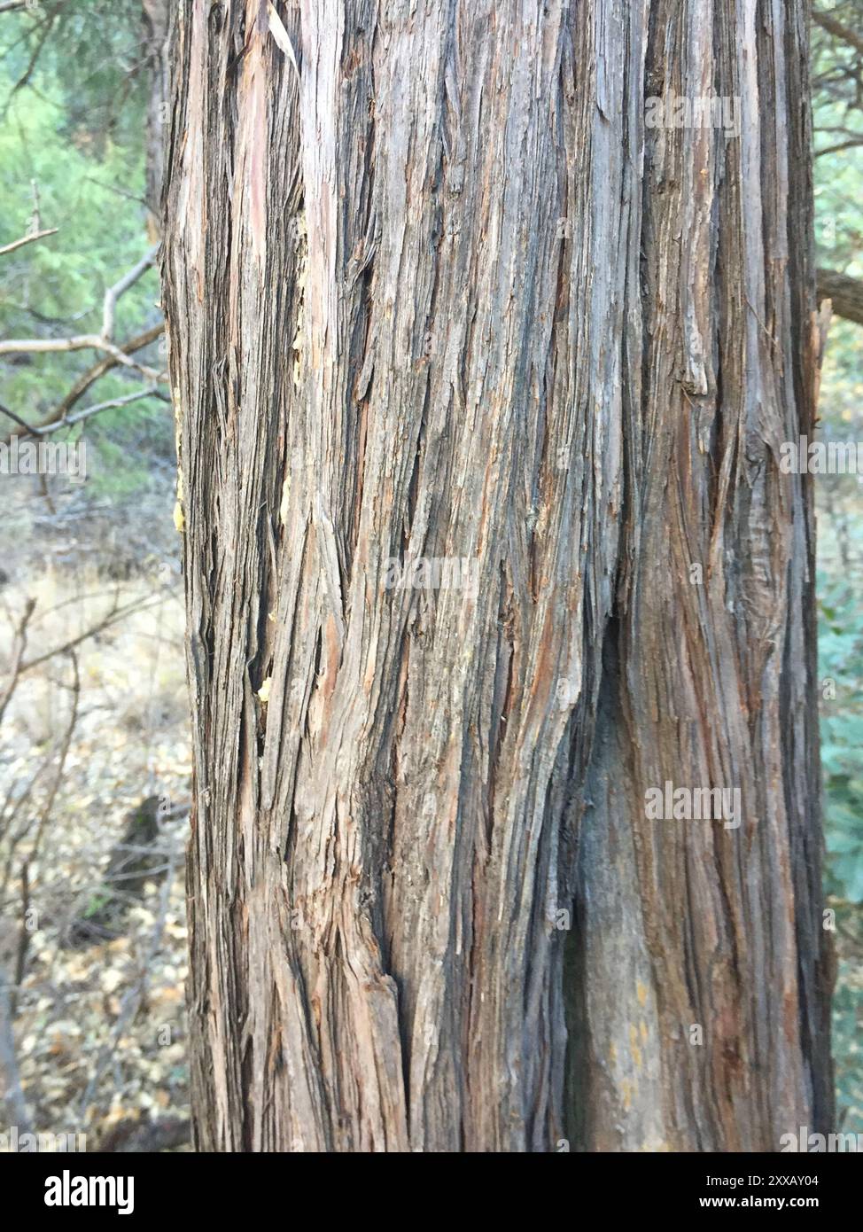 Weeping Juniper (Juniperus flaccida) Plantae Stock Photo - Alamy