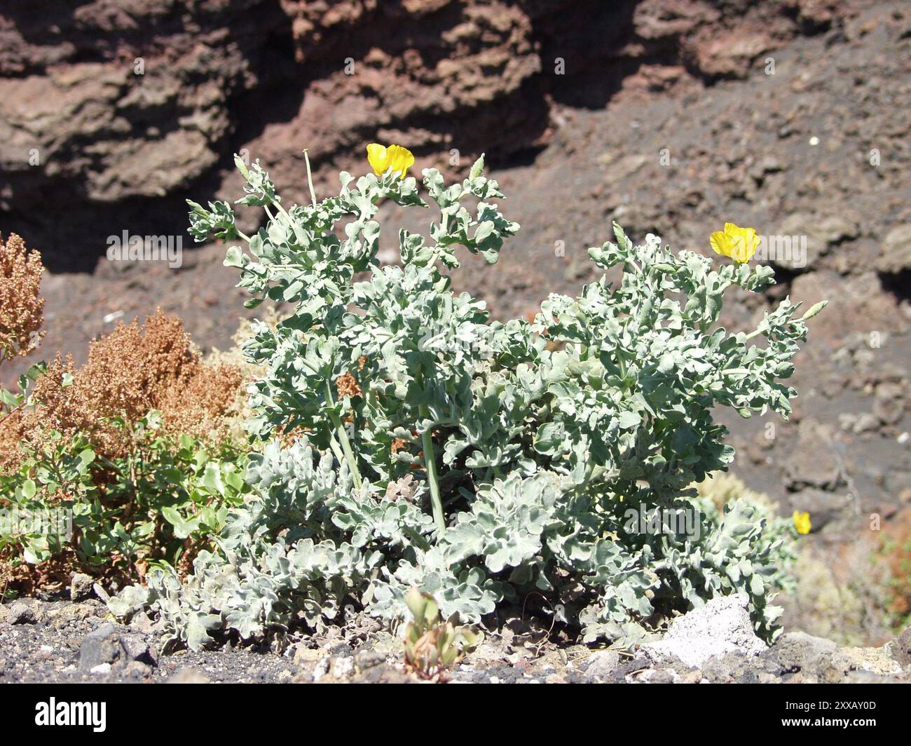 Yellow Horned Poppy (Glaucium flavum) Plantae Stock Photo - Alamy