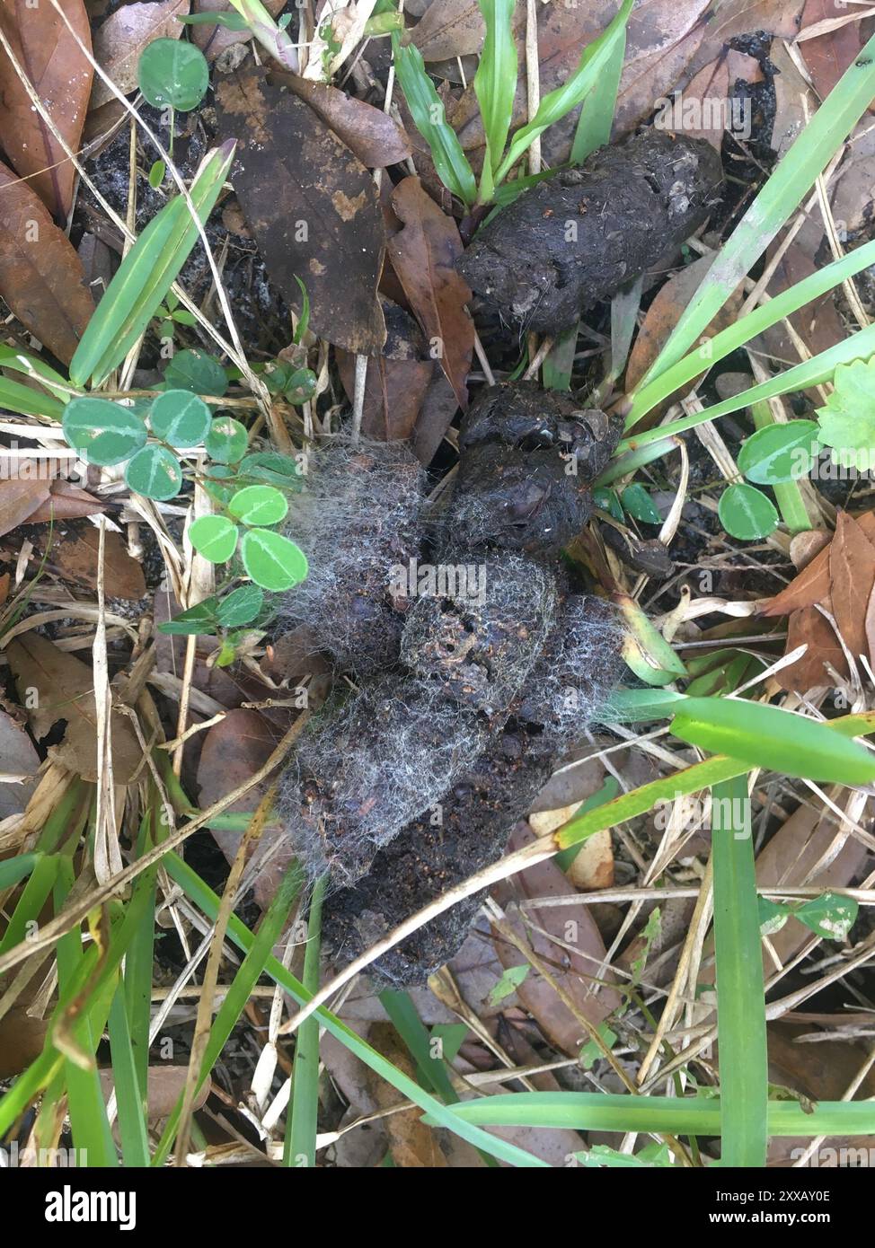 Carnivorans (Carnivora) Mammalia Stock Photo - Alamy